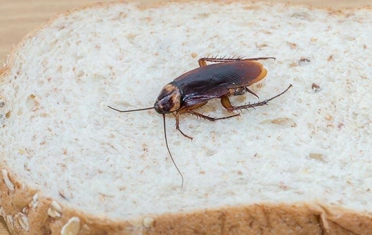Innovative Approaches To Cockroach Eradication In Connecticut
