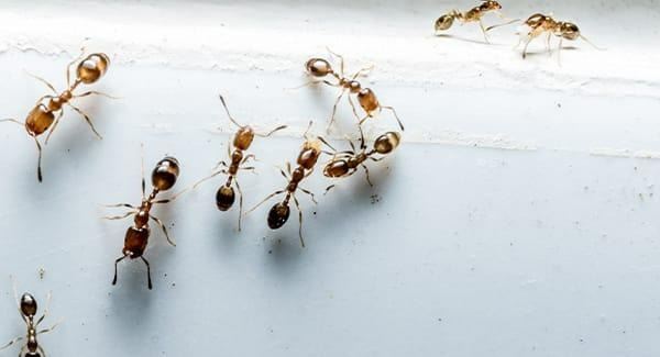 Don't Let Ants In Connecticut Live Rent-Free Inside Your Home