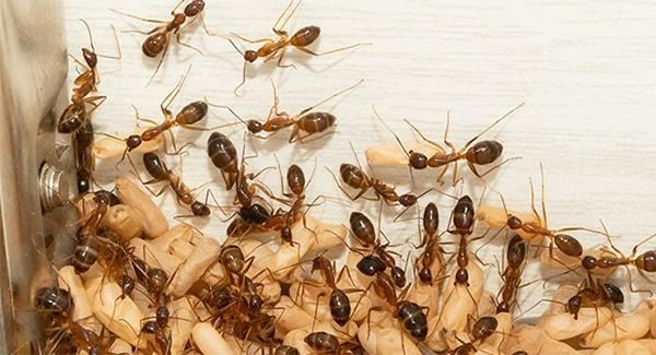 Ant Attack: Winning The Battle With Professional Carpenter Ant Control ...