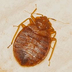 The Easiest Way To Get Rid Of Bed Bugs In Massachusetts