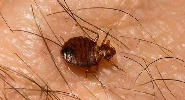 Don't Worry About Bed Bugs In Massachusetts: We Can Help!