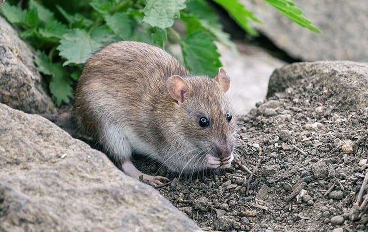 Rat Control Doesn't Have To Be A Headache In Massachusetts