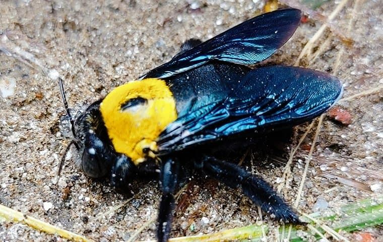 Understanding And Conquering Carpenter Bee Issues In Connecticut
