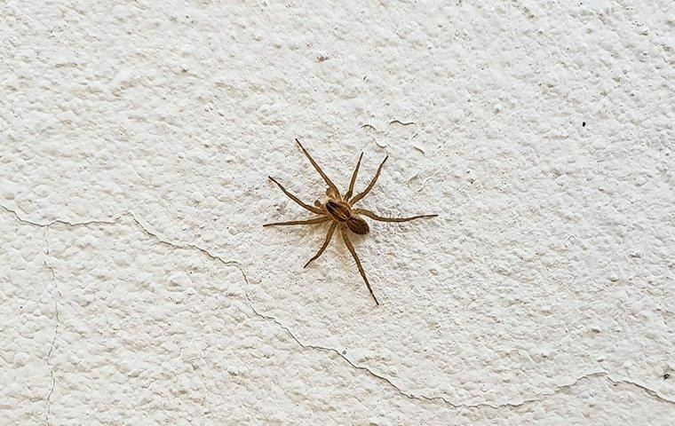 Help! Spiders Are Taking Over My Massachusetts Home!