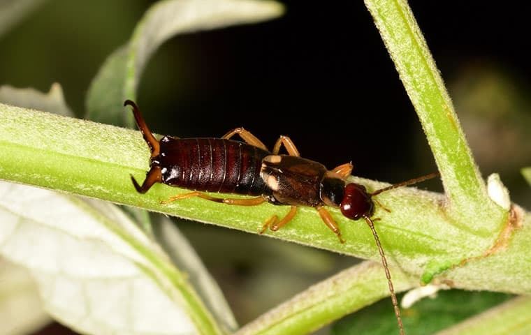 A Guide To Total Earwig Removal And Prevention In Kennebunk