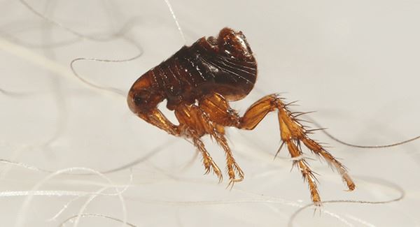 Rhode Island's Ultimate Guide To Flea Control And Prevention