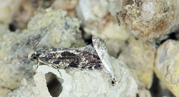 Cape Cod's Guide To Deterring Pantry Moths