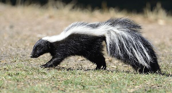Skunk Control Simplified For Rhode Island Property Owners