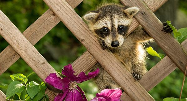Wildlife Control In Worcester Made Simple