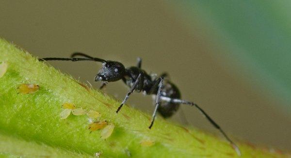 How To Get Rid Of Ants On Your Connecticut Property