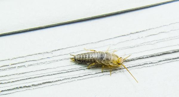 Ew! There Are So Many Silverfish Inside My South Portland Home