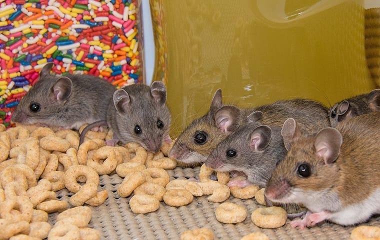 The Ultimate Guide To Mouse Removal: Keep Your Connecticut Home Safe ...