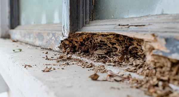 Do I Need A Professional To Deal With Termites On My South Maine Property?
