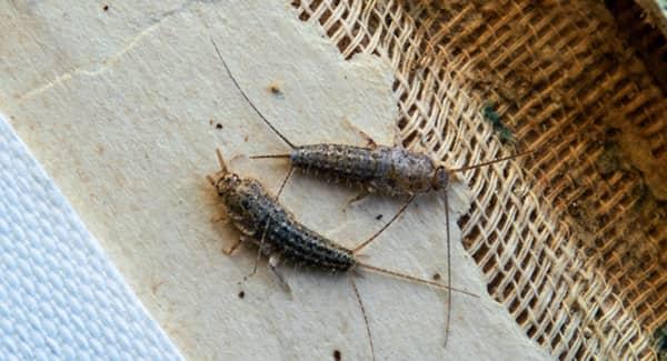 Problems Silverfish Cause Inside New England Homes
