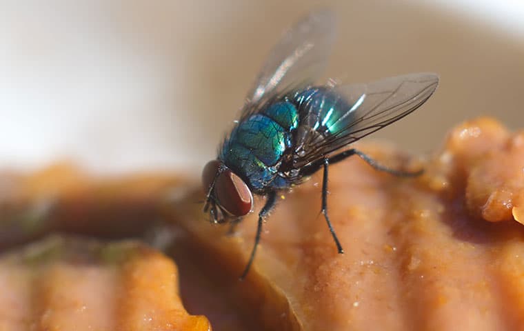 From Annoying To Nonexistent: Mastering Fly Control In Your Connecticut ...