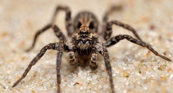 Southern Maine’s Ultimate Spider Control Guide