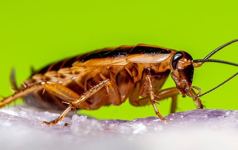 Mastering Cockroach Control: A Comprehensive Guide For Massachusetts ...
