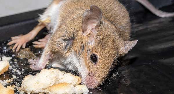 How To Get Rid of Rats On Your Southern Maine Property