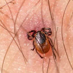 Tick Control And Lyme Disease