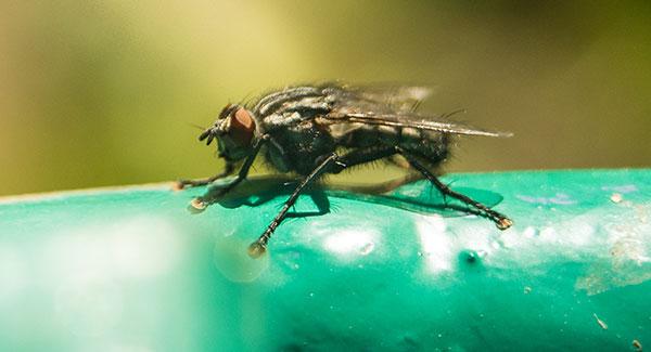 How To Get Rid Of House Flies In Southern Maine