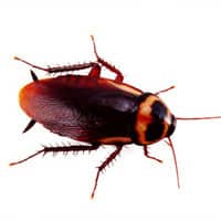 Cockroaches Found In Massachusetts