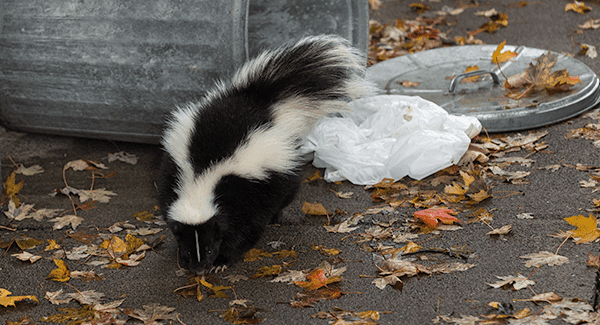 Signs You Have a Skunk Problem