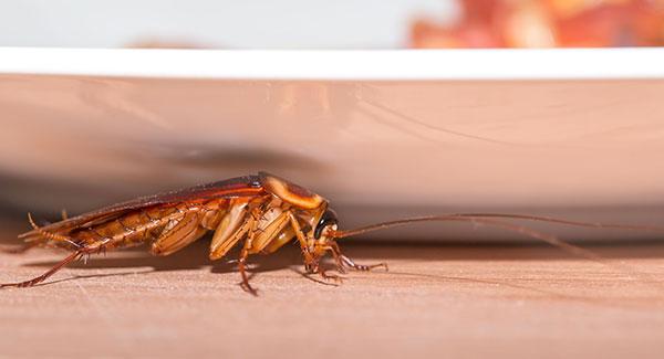 Pest Spotlight: What To Do About American Roaches Inside Your Milford Home