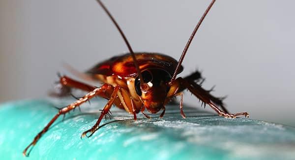 What To Do If You’ve Seen Cockroaches In Your New England Home