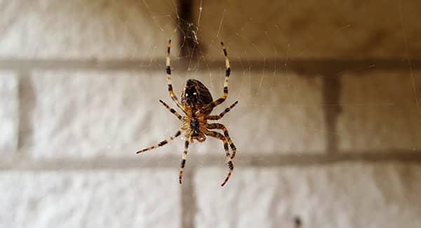 Stopping Fall Spider Infestations In South Portland