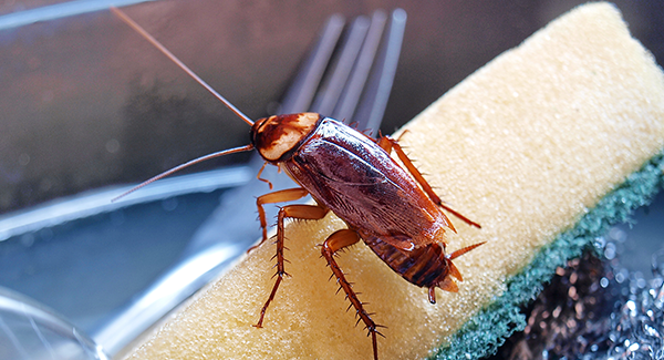 How To Tell If You Have A Cockroach Problem In Your Portland Home