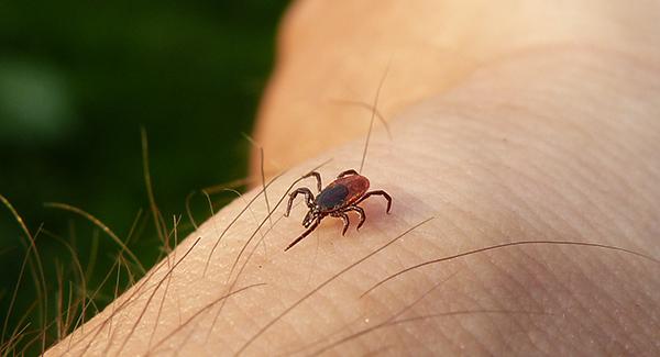 Tick Control In Milford Can Be A Tricky Science