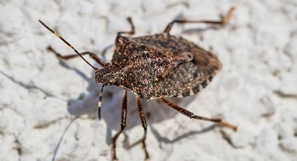 Are The Stink Bugs In Connecticut Dangerous?