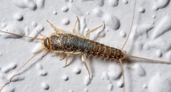 A Complete Silverfish Prevention Guide For Southern Maine Property Owners