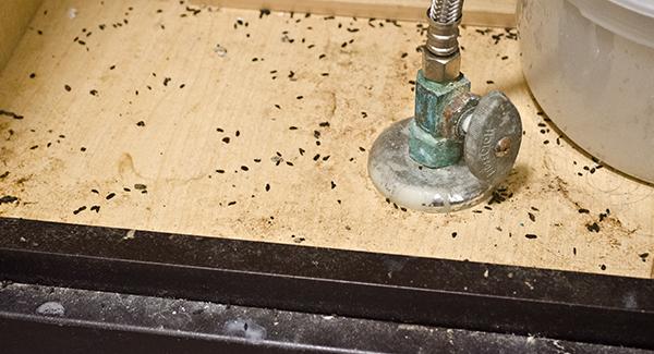 The Dangers Rodents Bring To Portland Properties