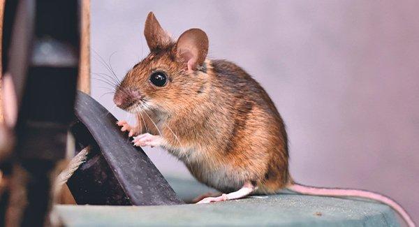 Why Can't I Keep These Mice Out Of My Southern Maine Home?