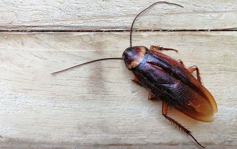 The Ultimate Guide To Cockroach Control And Prevention In Maine