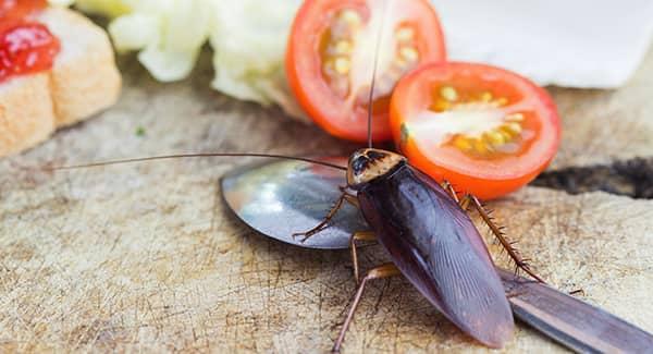 How Cockroaches Get Inside South Portland Kitchens In The Winter