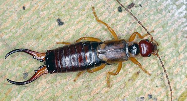 How To Easily Get Rid Of Earwigs In Your Milford Home