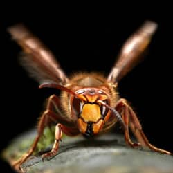 Why Are Yellow Jackets So Angry All The Time?