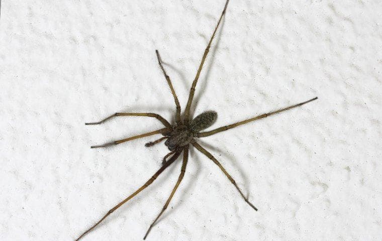The ABCs Of Spider Prevention: How To Keep Your Massachusetts Home ... The ABCs Of Spider Prevention: How To Keep Your Massachusetts Home ...