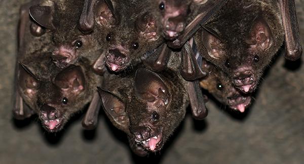 Frequently Asked Questions About The Bats In Worcester