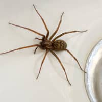 The Real Reasons For Winter Spiders
