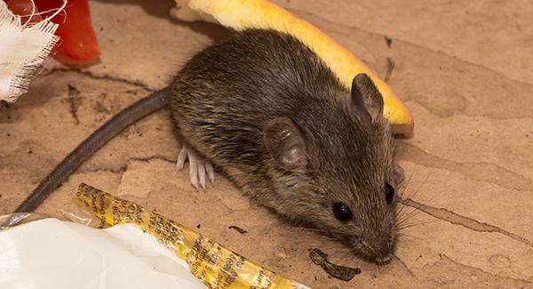 How To Safely Treat For Rodents In Southern Maine