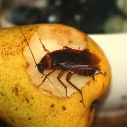 The Truth About The American Cockroach: Christmas Edition