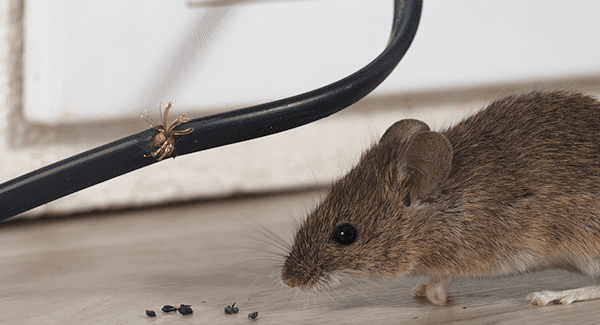 Why Mice Are Still A Problem