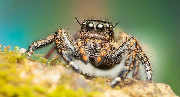 How Much Do You Really Know About The Spiders In Southern Maine?