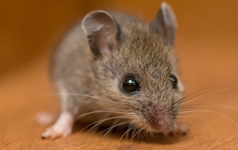 Effective Mouse Control Tips: How To Get Rid Of Mice Safely In Your ...