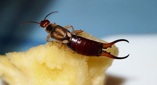 The Secret About Portland Earwigs