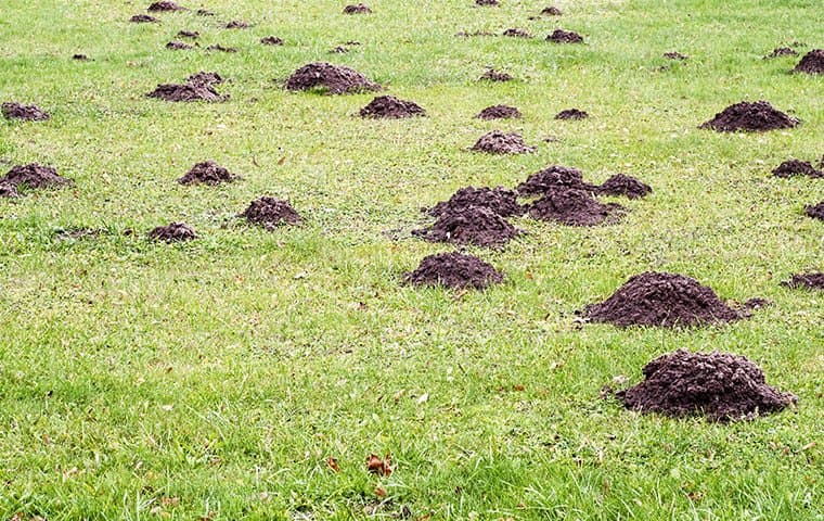 Don't Let Moles Take Over Your Rochester Yard