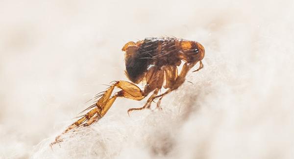 Getting Rid Of Fleas In Your Worcester Home Is Best Left To The ...